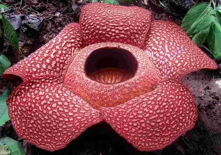 3 Bunga Nasional Yang Cantik Sebagai Simbol Indonesia