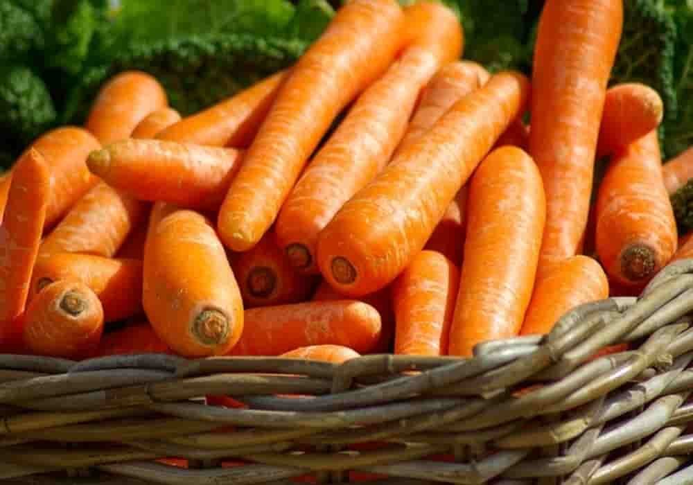 Sayur Wortel - Penggunaan, Nutrisi, Budidaya, Manfaat Bagi Kesehatan