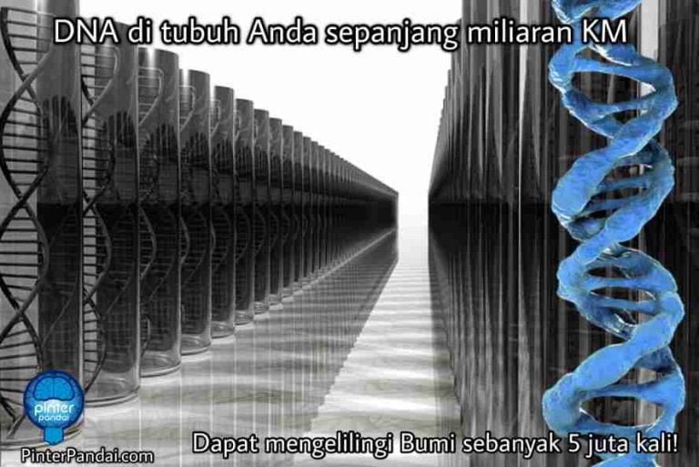 DNA deoxyribonucleic acid - Pengertian, Sifat-Sifat, Fungsi