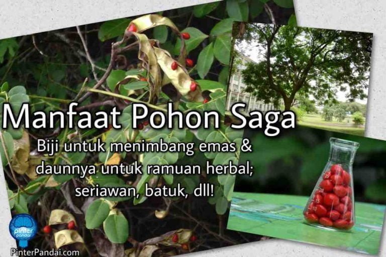 Biji Pohon Saga Sebagai Penimbang Emas & Manfaat Ramuan Herbal Saga ...