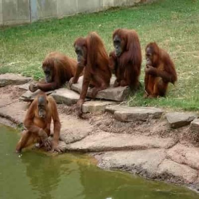 Primata Dalam Bahasa Latin Berarti Yang Pertama, Terbaik, Mulia