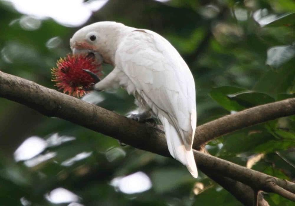 21 Spesies Burung Kakatua yang tersebar di dunia