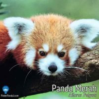 Panda Merah - Fakta Menarik Yang Mungkin Belum Anda Ketahui