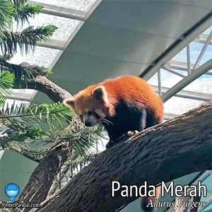 Panda Merah - Fakta Menarik Yang Mungkin Belum Anda Ketahui