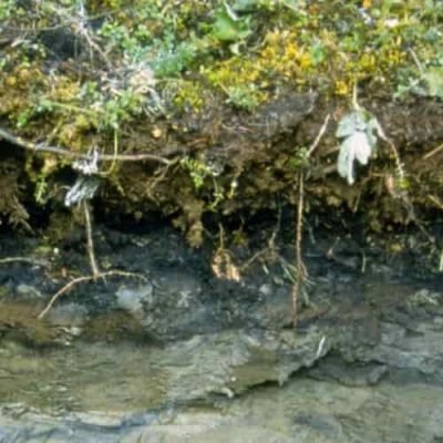 Jenis Tanah: Alfisol, Andisol, Aridisol, Entisol, Gelisol, Histosol...