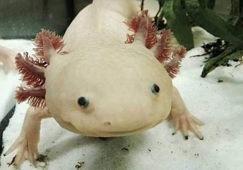 Ikan Axolotl - Perumperindo.co.id