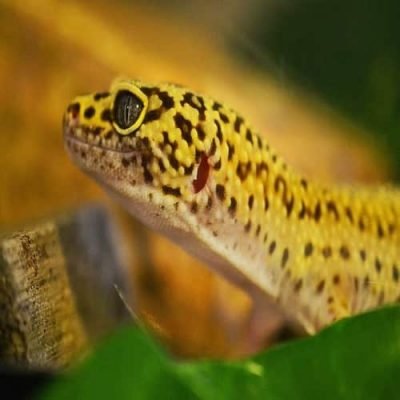 Tokek - Penjelasan, Reproduksi, Penyebaran dan Fakta tentang Reptil Ini