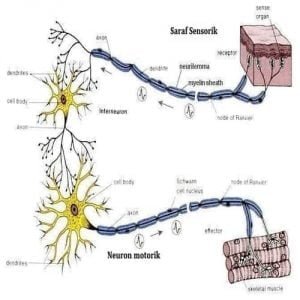 Sel Saraf (neuron ): Jenis, Fungsi, Struktur, Organel Penyusun