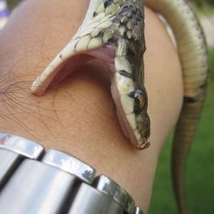 Cara Mengatasi Gigitan Ular - Pertolongan Pertama Penyelamatan