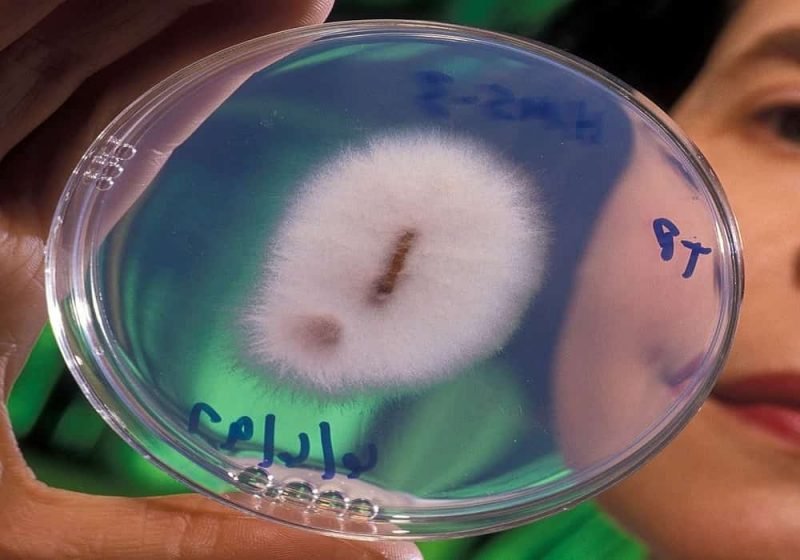 Jamur Pengidentifikasi Emas - Fusarium Oxysporum