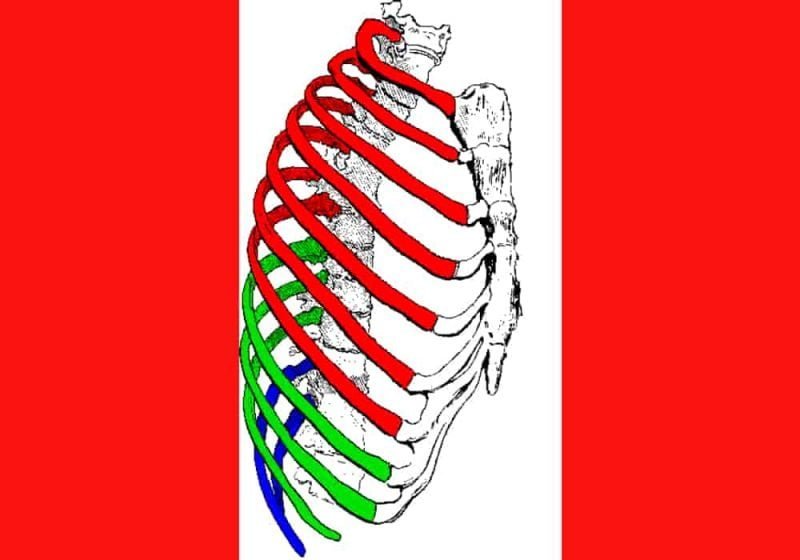Tulang Rusuk Manusia Berjumlah 24 (12 Pasang) - 3 Jenis Rusuk / Iga