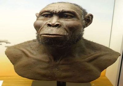 Homo Rudolfensis - Manusia Purba - Ciri-Ciri dan Penjelasan