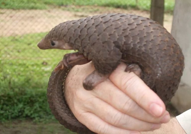 Trenggiling : Spesies, Habitat, Makanan, Reproduksi, Tulang Belakang