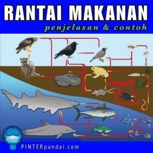 Rantai Makanan - Penjelasan, Contoh di Darat dan di Laut