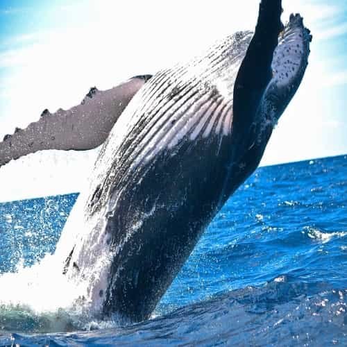 Fakta Paus (Whale) Mamalia Menakjubkan - Mungkin Anda Belum Ketahui