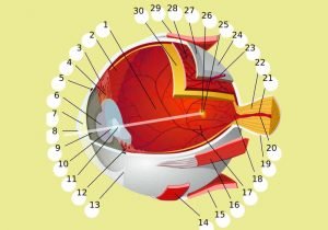 Bagian Mata | Memahami Berbagai Anatomi dan Fungsi Bagian Mata